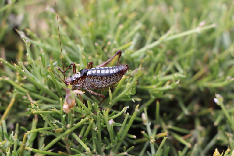 Insects on the islands of Kos, Tilos and Kalymnos in Greece.